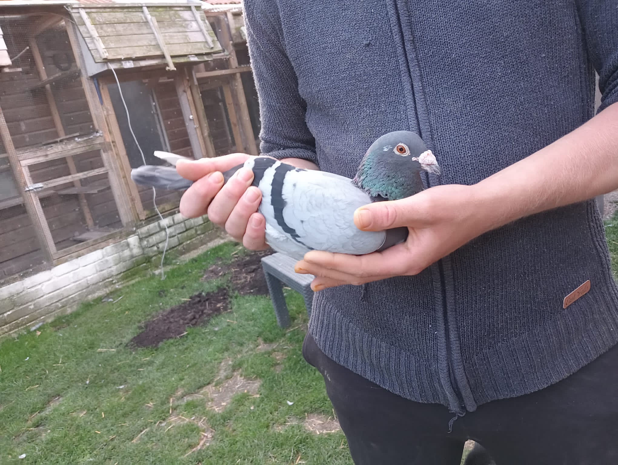 Sije en Jesse Ronner - Te koop